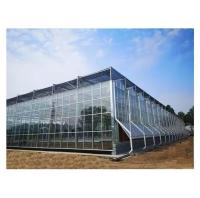 China 8m 9.6m 12m Span Width Multispan Greenhouse With Hydroponic System And Glass Structure for sale