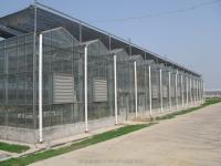 China 8m 9.6m 12m Span Width Multispan Greenhouse With Hydroponic System And Glass Structure for sale
