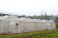 China 150/200 Micro Covering PE Multi Span Film Greenhouse For Tomato Farming In Agriculture for sale