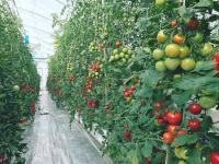 China 150/200micro Film High Tunnel Agricultural Greenhouse for Tomato Hydroponic Growing for sale