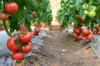 China 150/200micro Film High Tunnel Agricultural Greenhouse for Tomato Hydroponic Growing for sale