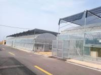 China 150/200 Micro Covering PE Multi Span Film Greenhouse For Tomato Farming In Agriculture for sale