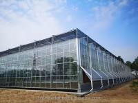 China Super Strong Resistance Venlo Glass Greenhouse for Commercial Agricultural Turnkey Project for sale