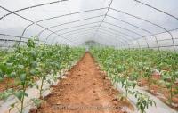 China 150/200micro Film Covered Tunnel Greenhouse For Hydroponic Tomato Growing for sale