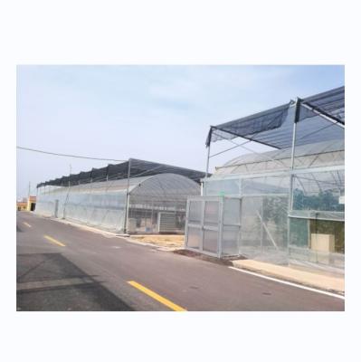 China 4.0-8.0M Height Agricultural Multi Span Film Greenhouse with Super Strong Resistance for sale