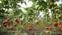 China Film Covered Single Span Agricultural Greenhouse For Hydroponic Crop Cultivation for sale