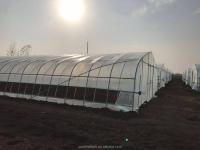 China Film Cover 50x8m Single Span Type Agricultural Tunnel Greenhouse with 3.5-5M Height for sale