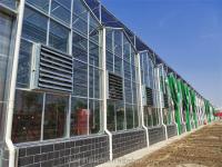 China Tempered Glass Covered Agricultural Greenhouse for Growing Vegetables in Holland Frame for sale