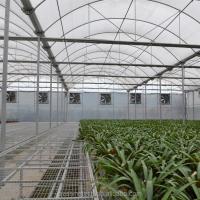 China PE Multi Span Greenhouse for Tomato Growing and Agricultural in Tropical Climate for sale