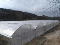 China Hot Dip Galvanized Steel Tube Frame Multi Span Agricultural Greenhouse for sale