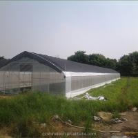 China Small Single Span PE Plastic Film Greenhouse For Vegetable Agriculture 10-100m Length for sale