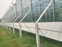 China Large Agricultural Intelligent Holland Greenhouse Glass for Tomatoes Cucumber Lettuce for sale
