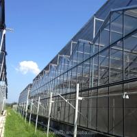 China Large Agricultural Intelligent Holland Greenhouse Glass for Tomatoes Cucumber Lettuce for sale