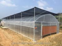China High Tunnel Film Covered Tomato Greenhouse with Shade Net Single Layer 10-100m Length for sale