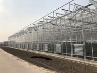 China Large Agricultural Intelligent Holland Greenhouse Glass for Tomatoes Cucumber Lettuce for sale