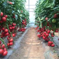 China Passive Solar Greenhouse Canadian Market Warm Greenhouse for Commercial Agriculture for sale