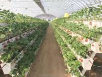 China Condition PVC-U Water Pipe for Strawberry Gutter Farming in Hydroponic System for sale