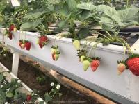 China Condition PVC-U Water Pipe for Strawberry Gutter Farming in Hydroponic System for sale