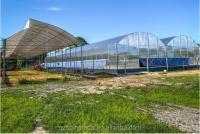 China Multi Span Commercial Agricultural Smart Venlo PC Greenhouse 4.0-8.0M Height for sale