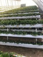 China Galvanized Steel Tube Winter Greenhouse For Hydroponic Growing System With Film Cover for sale