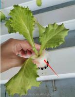 China Horizontal Type PVC NFT Channel for Customized Size Hydroponic Leafy Vegetable Farming for sale