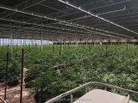 China Large Film Greenhouse Farming Fully Automated Light Deprivation System For Agriculture for sale