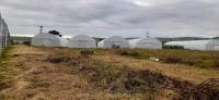 China Single Span Greenhouse Simple Frame Poly Tunnel Film Greenhouse For Agricultural for sale