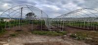 China Single Span Greenhouse Simple Frame Poly Tunnel Film Greenhouse For Agricultural for sale