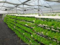 China Video Outgoing Inspection Hydroponic Greenhouse For Leafy Green Vegetable Production for sale