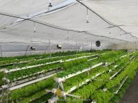 China Video Outgoing Inspection Hydroponic Greenhouse For Leafy Green Vegetable Production for sale