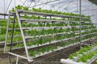 China Video Outgoing Inspection Hydroponic Greenhouse For Leafy Green Vegetable Production for sale
