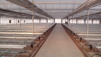 China 8m-12m Span Width Fully Automated Blackout Greenhouse For Superior Agriculture for sale