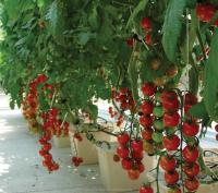 China 30*25*23cm Dutch Bucket Complete Hydroponic Growing System For Tomato Cucumber Pepper for sale