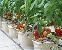 China 30*25*23cm Dutch Bucket Complete Hydroponic Growing System For Tomato Cucumber Pepper for sale