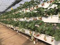 China Hydroponic Planting Gutter For Growing Chili Pepper Cucumber And Strawberry for sale
