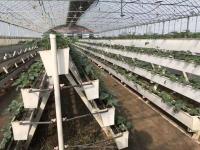 China Hydroponic Planting Gutter For Growing Chili Pepper Cucumber And Strawberry for sale