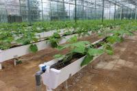 China Hydroponic Planting Gutter For Growing Chili Pepper Cucumber And Strawberry for sale
