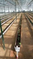 China Hydroponic Planting Gutter For Growing Chili Pepper Cucumber And Strawberry for sale