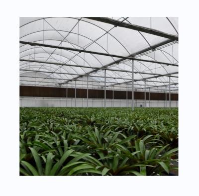 China Galvanized Steel Frame Single Layer Film Greenhouse For Large Scale Commercial Farming for sale