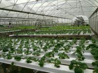 China Provided Video Inspection 100*50mm PVC Planting Gully for Customized NFT Hydroponics for sale