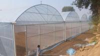 China 150/200 Micron Plastic Film Multi Span Greenhouse For Vegetable And Flower Growing for sale
