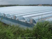 China Shine Tech Multi Span Plastic Film Greenhouse For Tomato And Strawberry Cultivation for sale