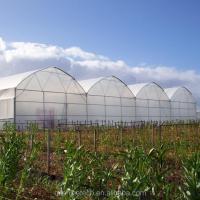 China Shine Tech Multi Span Plastic Film Greenhouse For Tomato And Strawberry Cultivation for sale