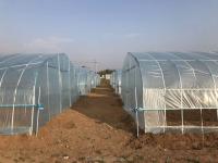 China Roof and Side Ventilation Single Span Film Greenhouse for Tomato Growing for sale