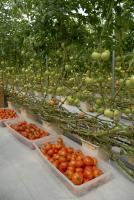 China Shine Tech Greenhouse Turnkey Solution For Agricultural Tomato Hydroponics for sale