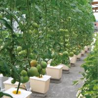 China Shine Tech Greenhouse Turnkey Solution For Agricultural Tomato Hydroponics for sale