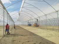 China Large Sawtooth Greenhouse Shine Tech Poly Tunnel Tropical Greenhouse With Ventilation for sale