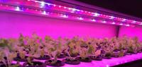China Full Spectrum T8 LED Grow Light Tubes For Indoor Plants 120° Angle for sale