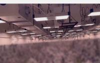 China 1930 Full Spectrum Plant Light  800W LED Plant Growth Lamp For Indoor Greenhouse for sale