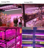 China 18W/36W T8 LED Grow Light Tube for Lettuce Mushroom Hydroponic Indoor Growing Stand 70lm/w Efficiency for sale
